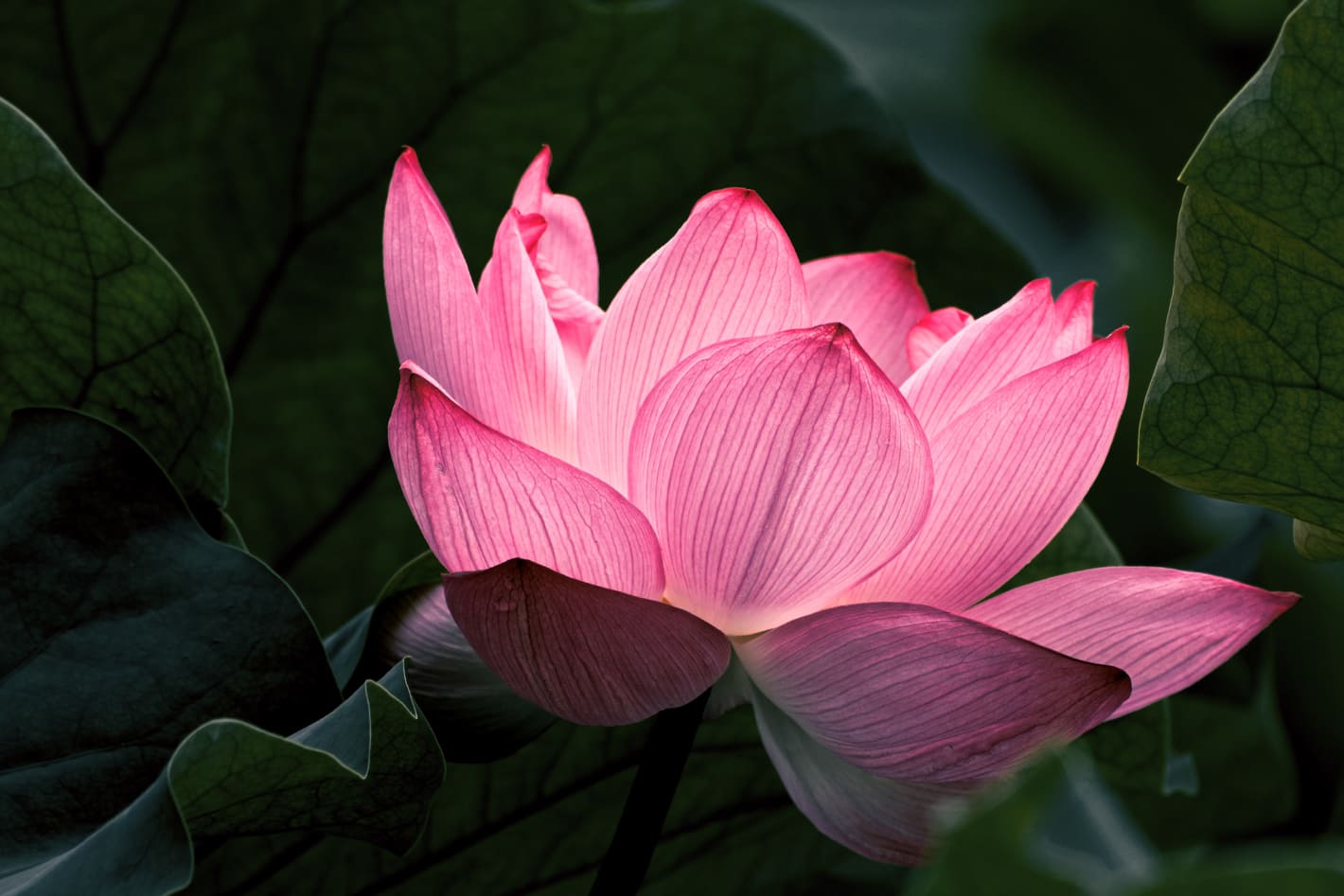 Lotus Splash Gentle Face Cleanser [Vegan] Online | 82°E by Deepika